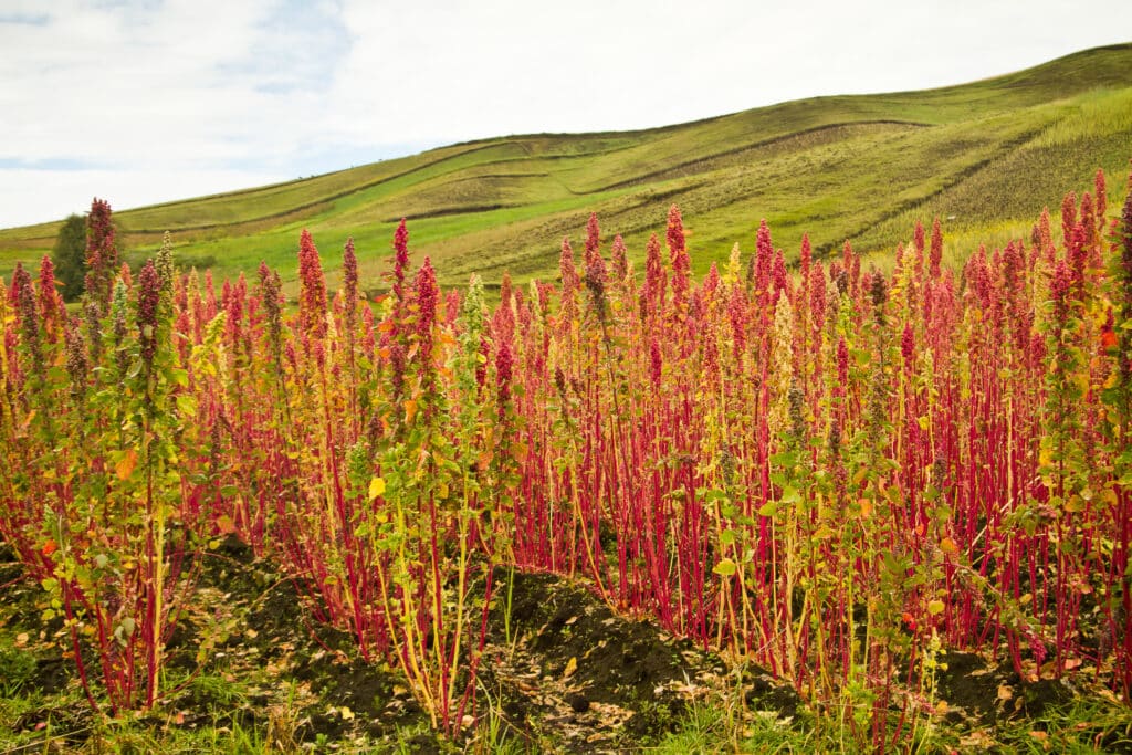Quinoa from the Bolivian highlands