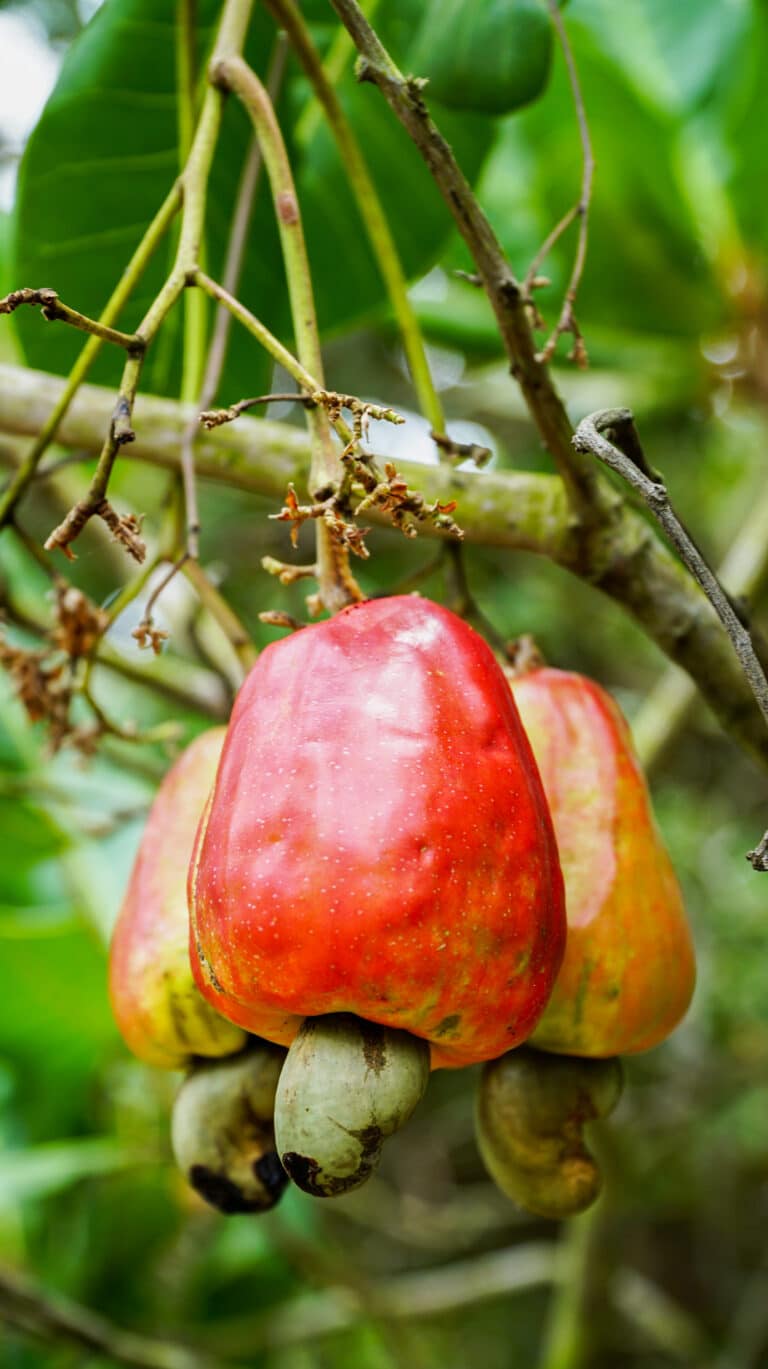 Home - Monchy Food Company