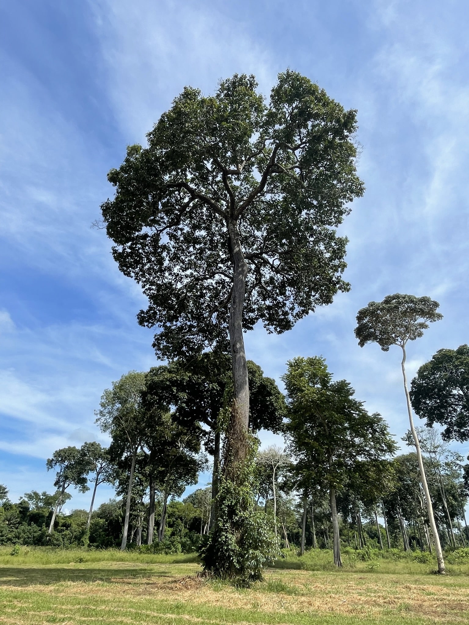 Home - Monchy Food Company